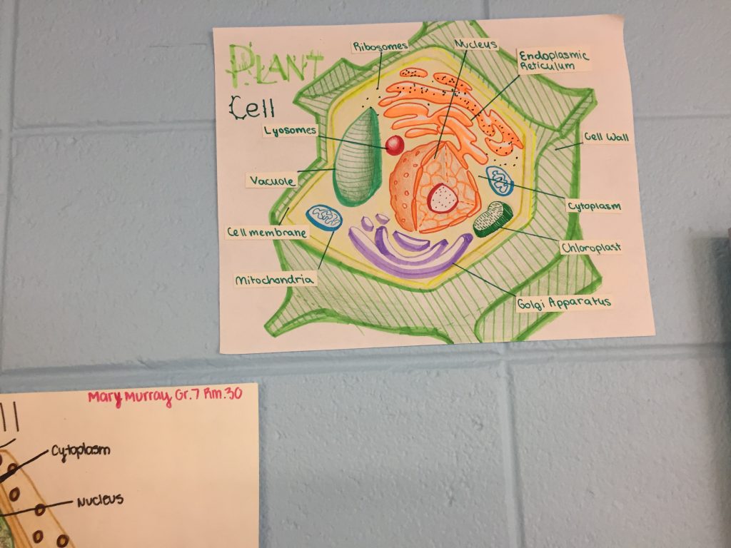 7th Grade Cell Projects – St. Linus School